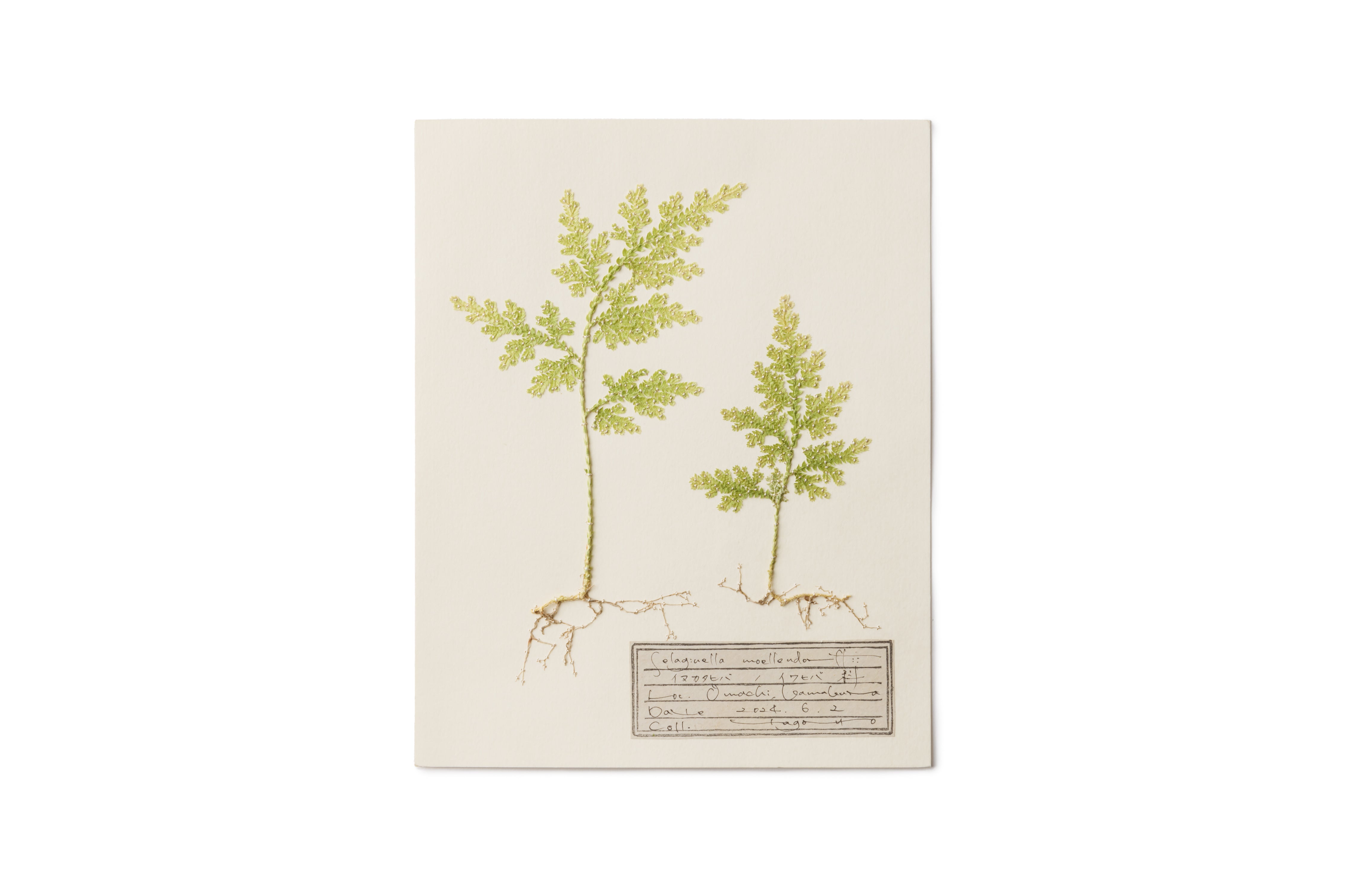 Tagotto Fukanonatsu -Weed Specimen 4-